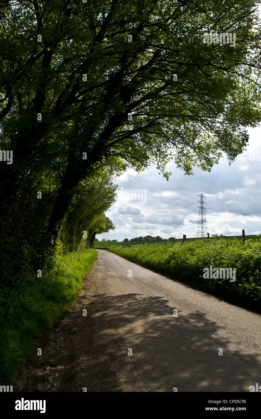 Country lane overhanging tree hi-res stock photography and images - Alamy