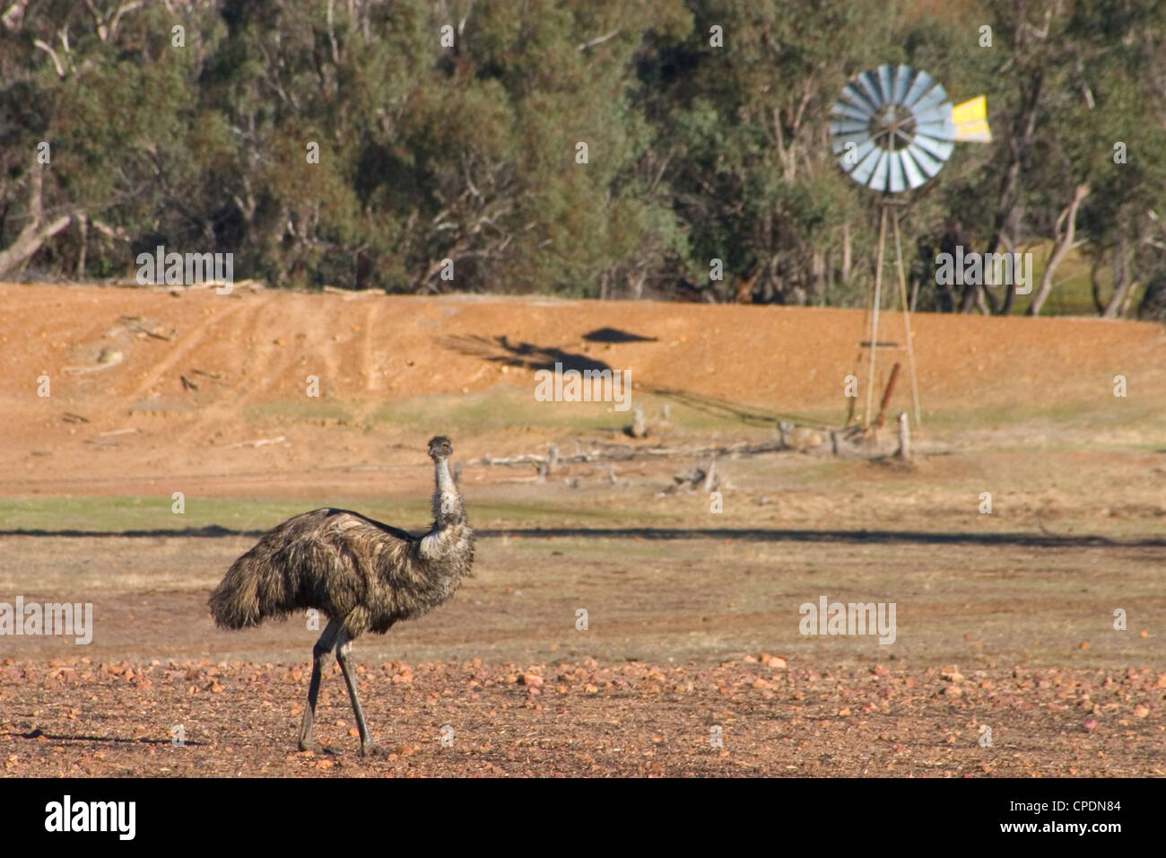 Emu in paddock with windmill Stock Photo - Alamy