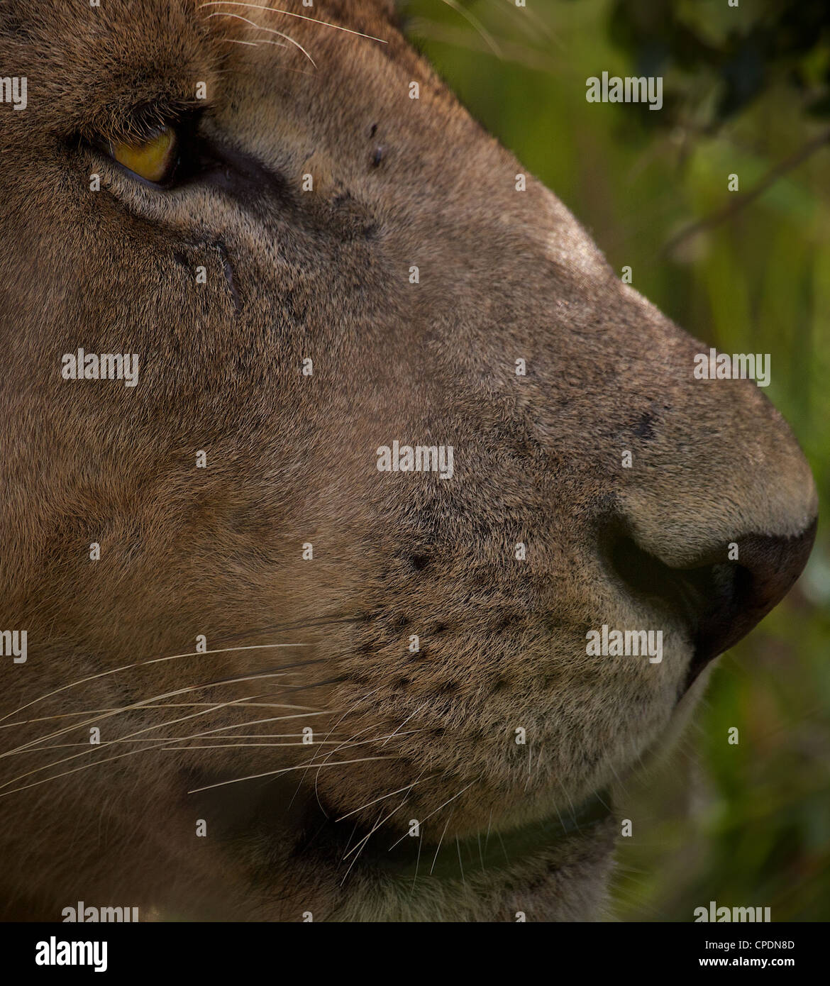 Lion nose hi-res stock photography and images - Alamy