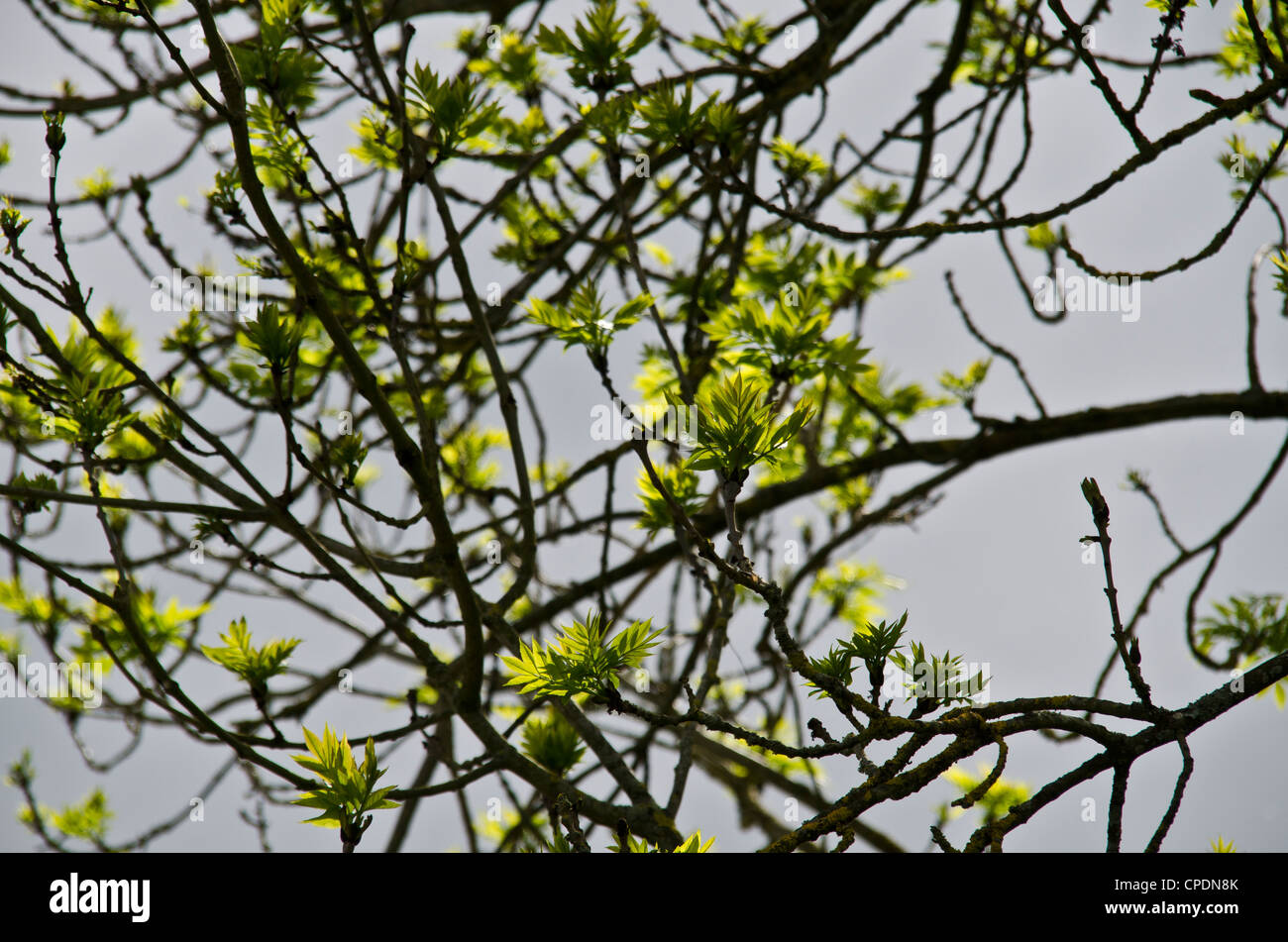 Tangle of branches with fresh spring leaves Stock Photo - Alamy