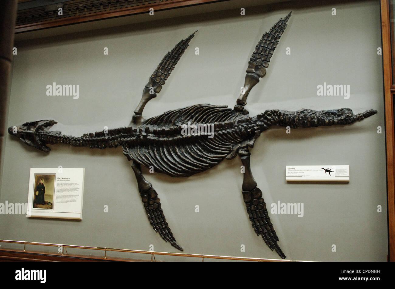 Pliosaur Skeleton