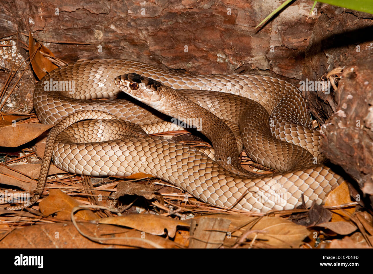 Coachwhip (Masticophis flagellum Stock Photo - Alamy