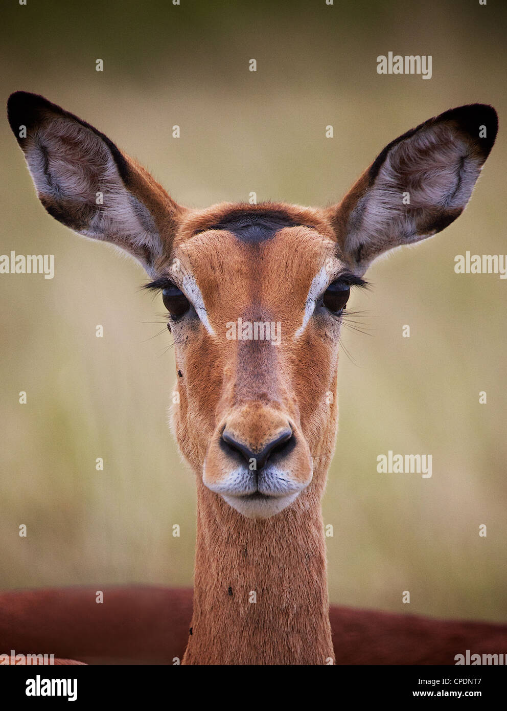 Female impala land big hi-res stock photography and images - Alamy