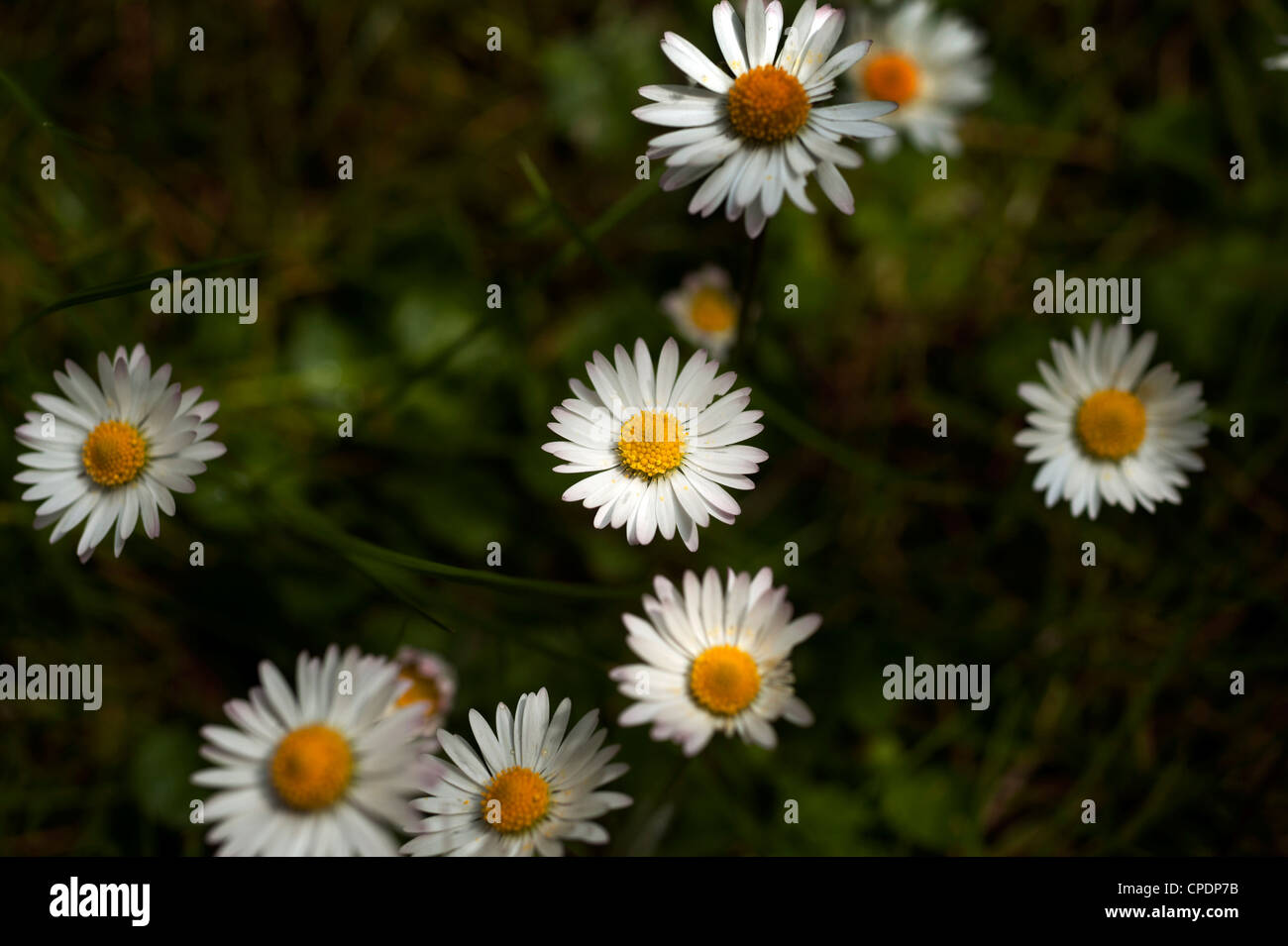 Daisy and weeds hi-res stock photography and images - Alamy