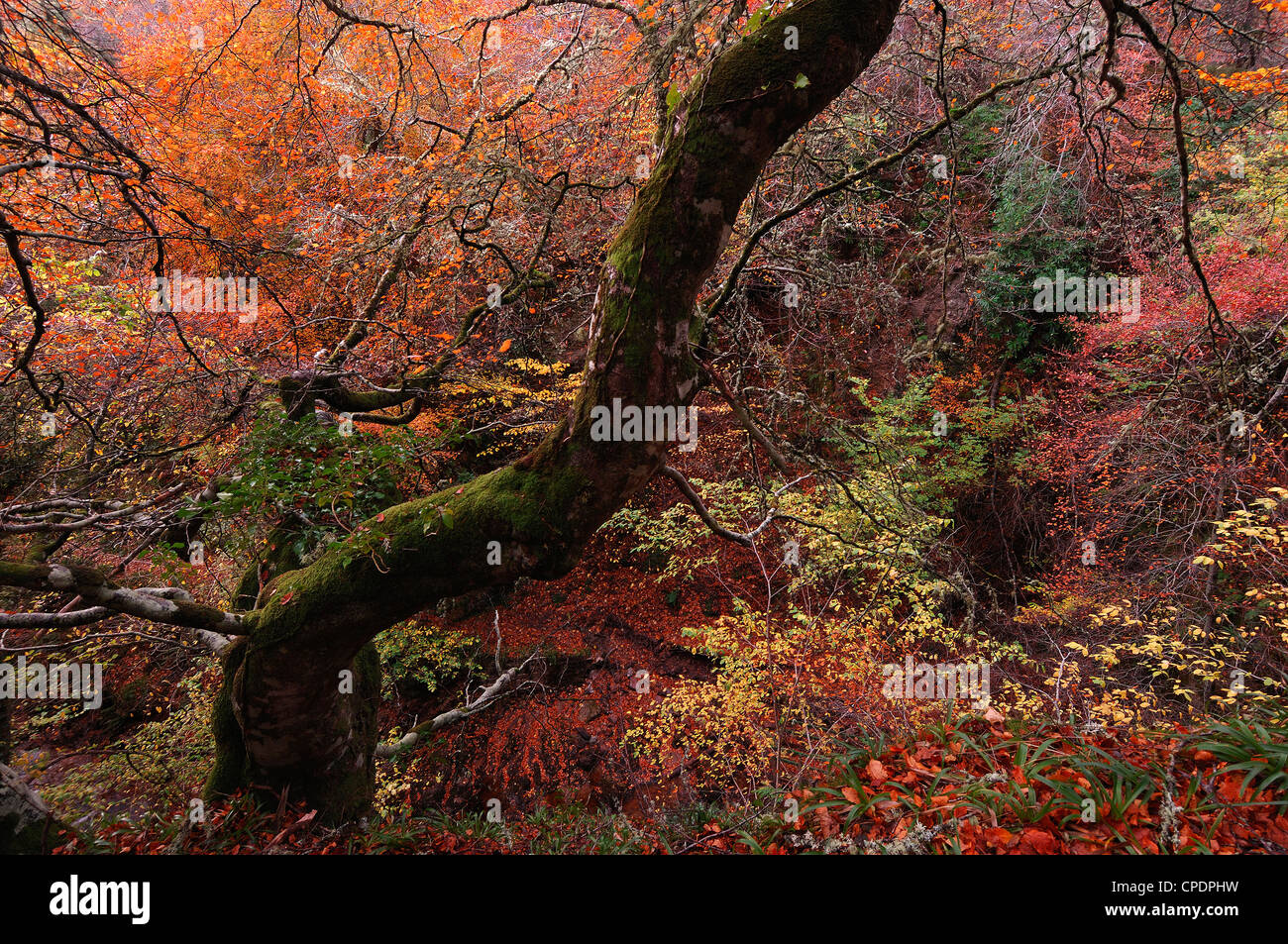 Vivid red autumn colours in a variety of trees with a dense jungly ...