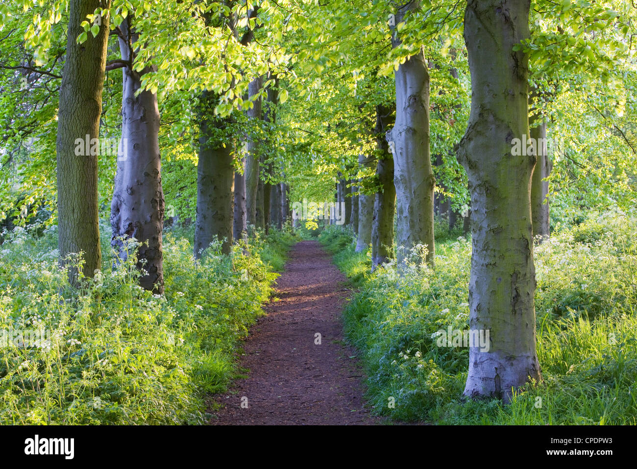 Avenue of trees hi-res stock photography and images - Alamy