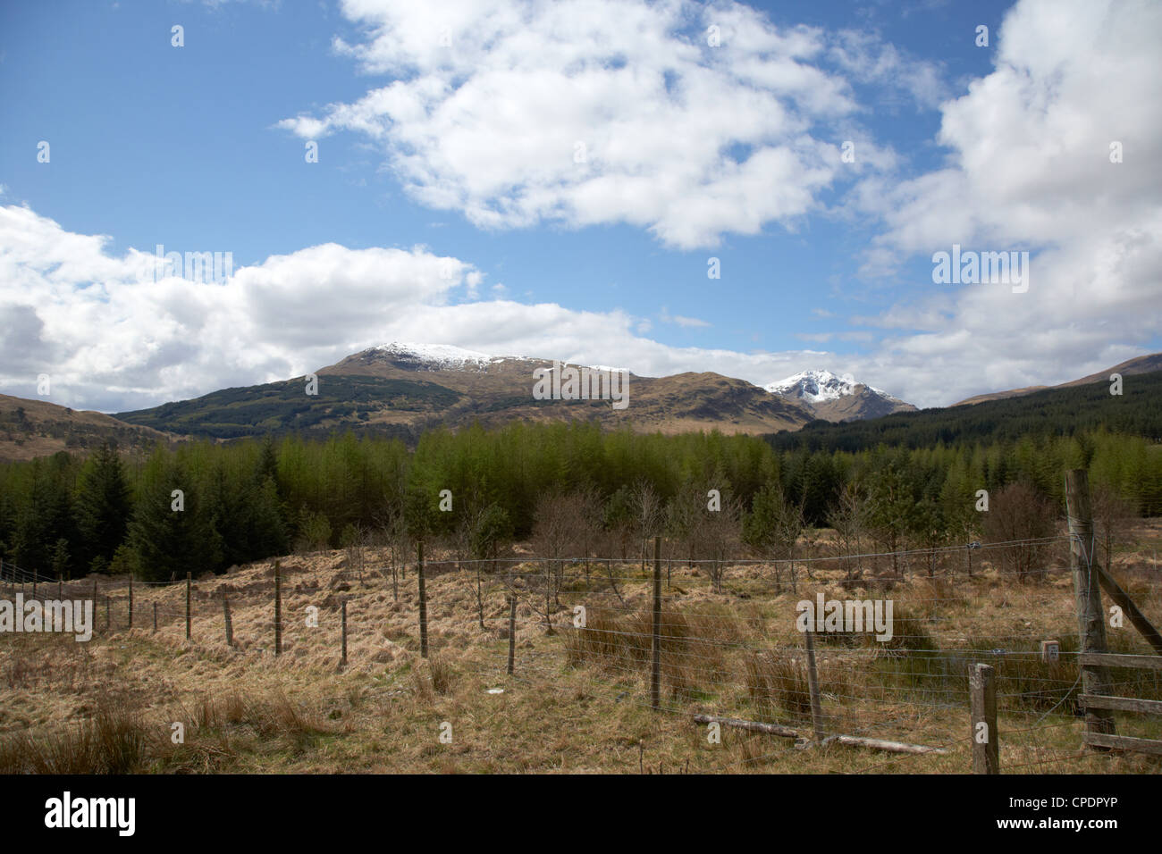 conifer forest beneath grampian mountains in the highlands Scotland UK ...