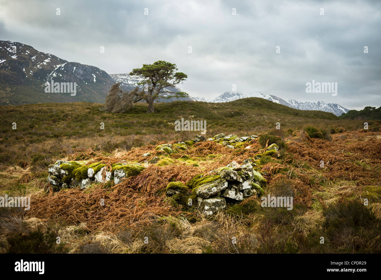 Remains of stone building Glen Affric, Glen Affric, Highlands, Scotland ...