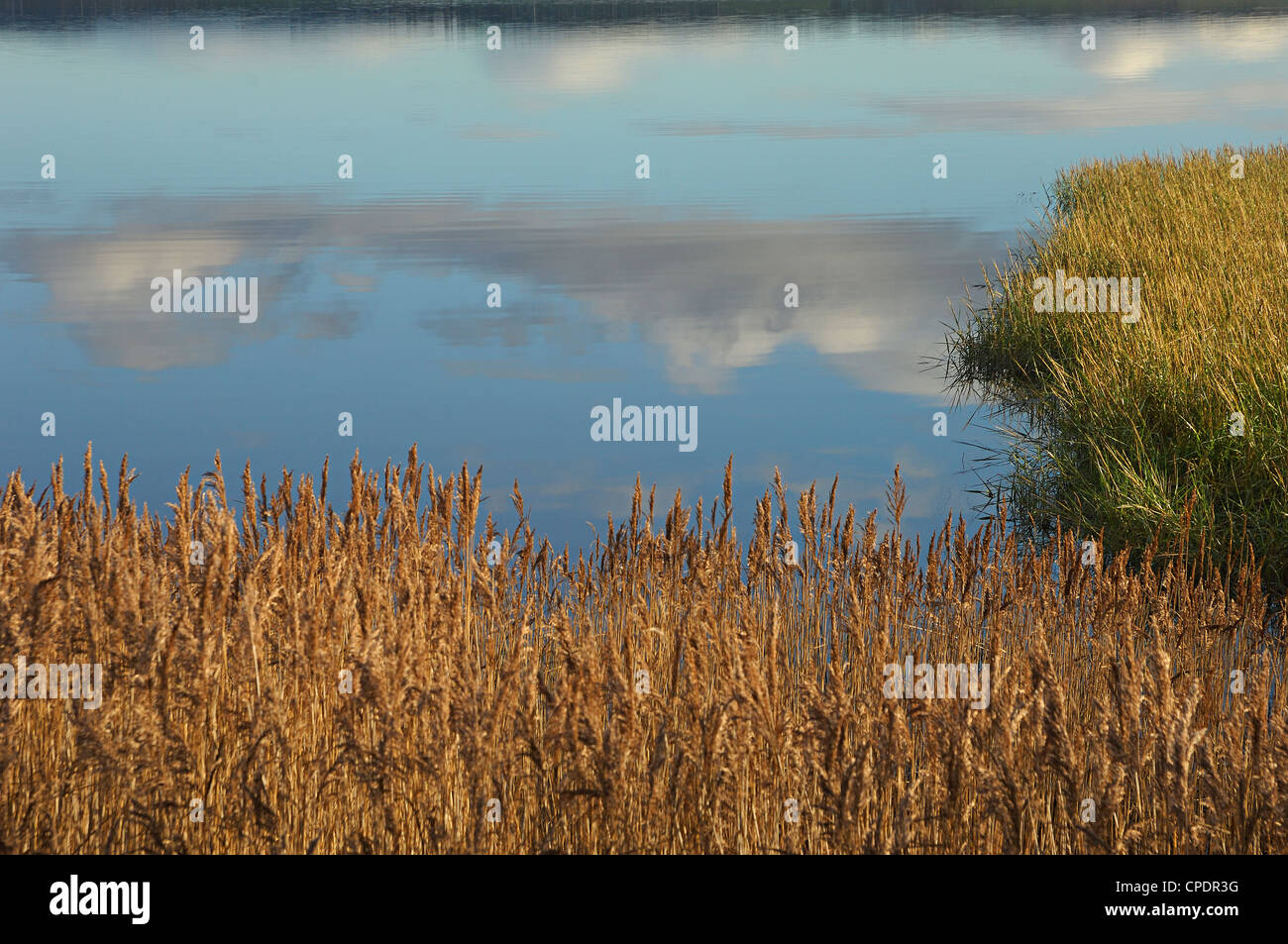 Reeds and rushes hi-res stock photography and images - Alamy