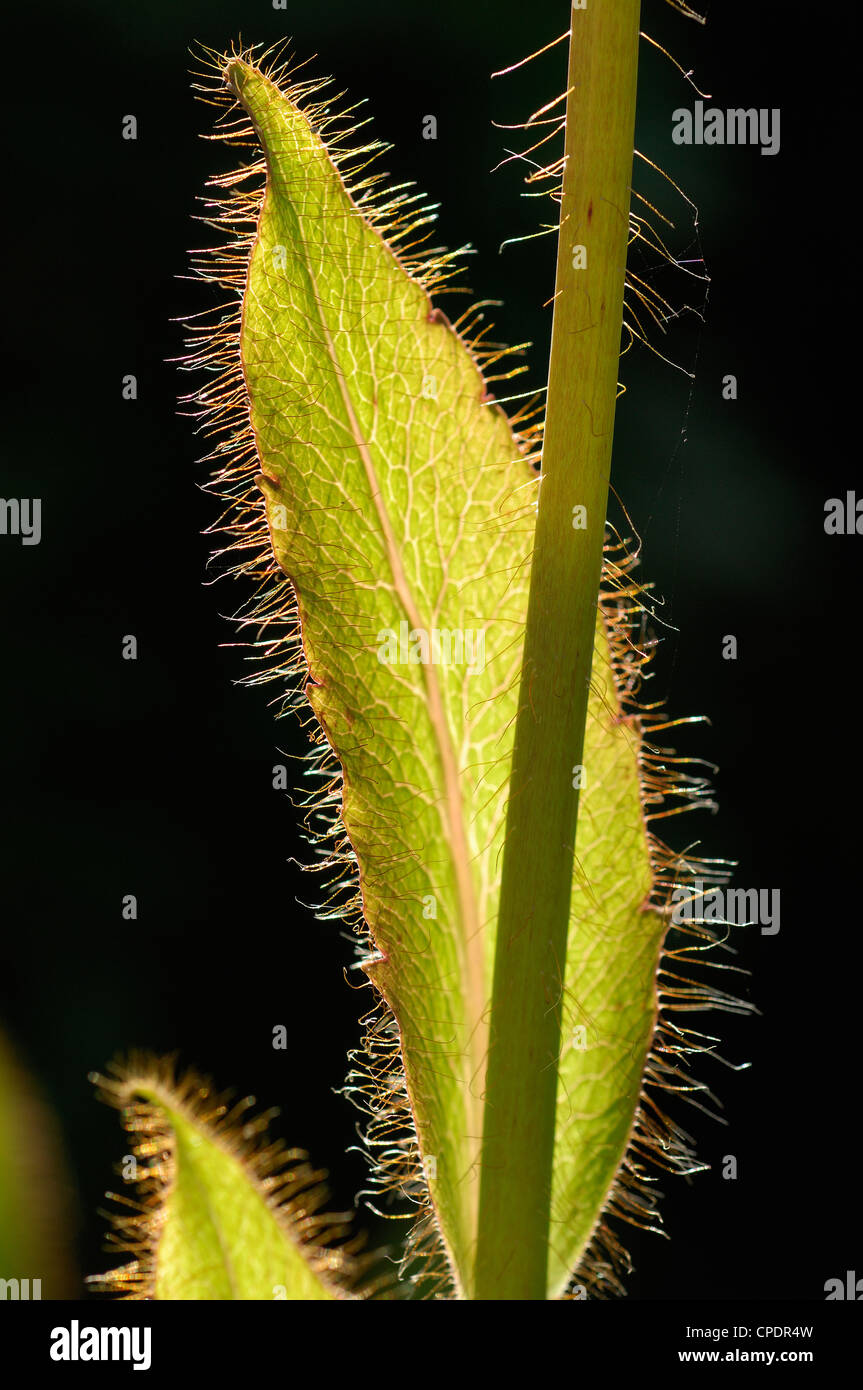 Close-up of leaf and stem Stock Photo - Alamy
