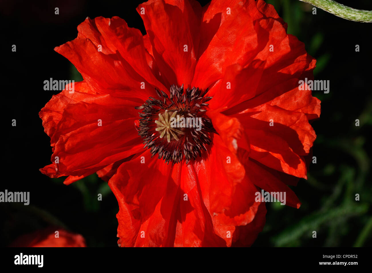 Deep red poppy hi-res stock photography and images - Alamy