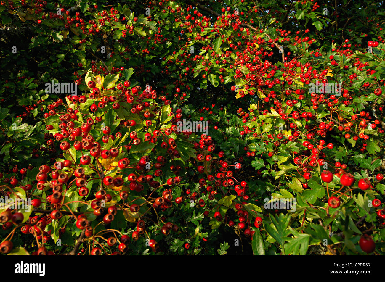 Dense crop of bright red hawthorn berries, Perthshire, Scotland, UK ...