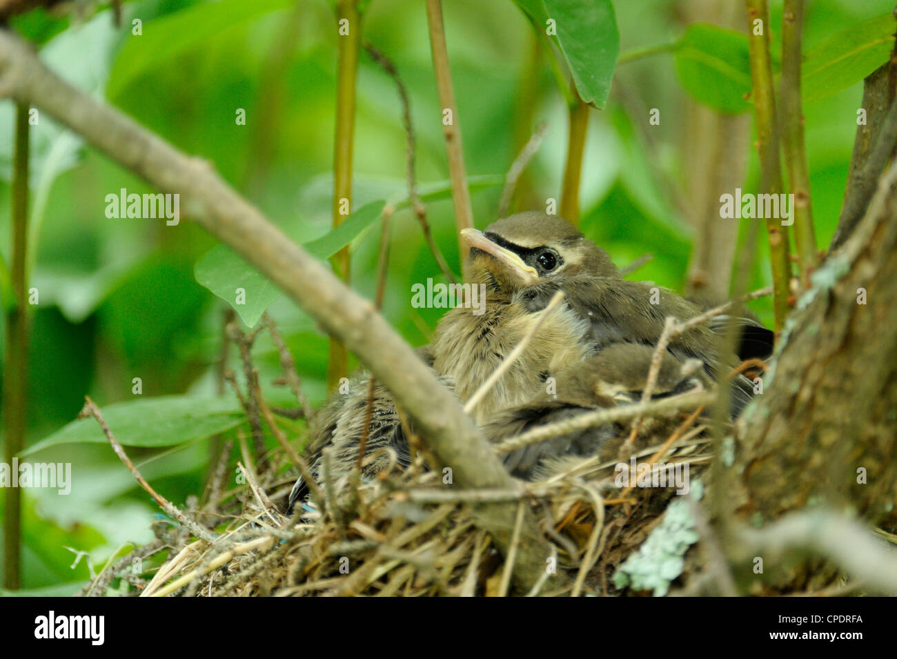 Cedar Waxwing (Bombycilla cedrorum), Wanup, Ontario, Canada Stock Photo ...