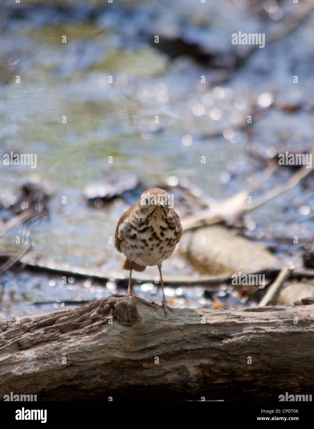 Woodland bird sitting near a stream in Central Park Stock Photo - Alamy