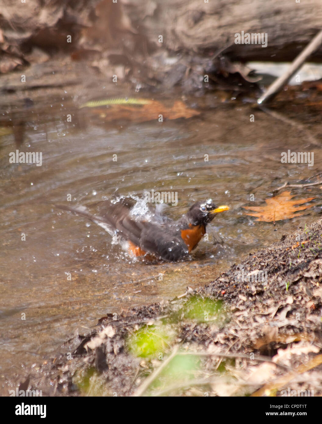 Bird in the stream hi-res stock photography and images - Alamy