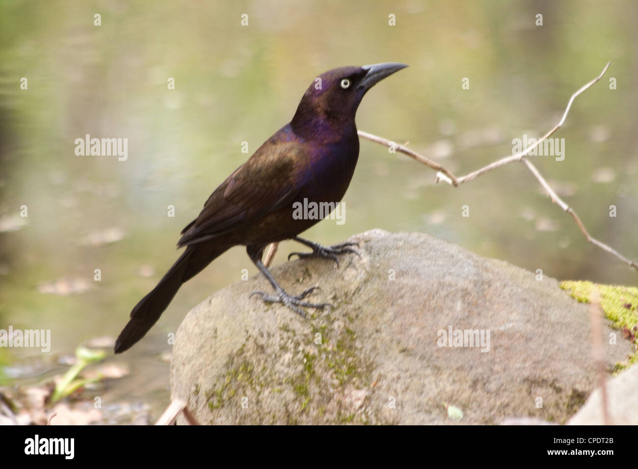 Grackle bird in Central Park Stock Photo - Alamy