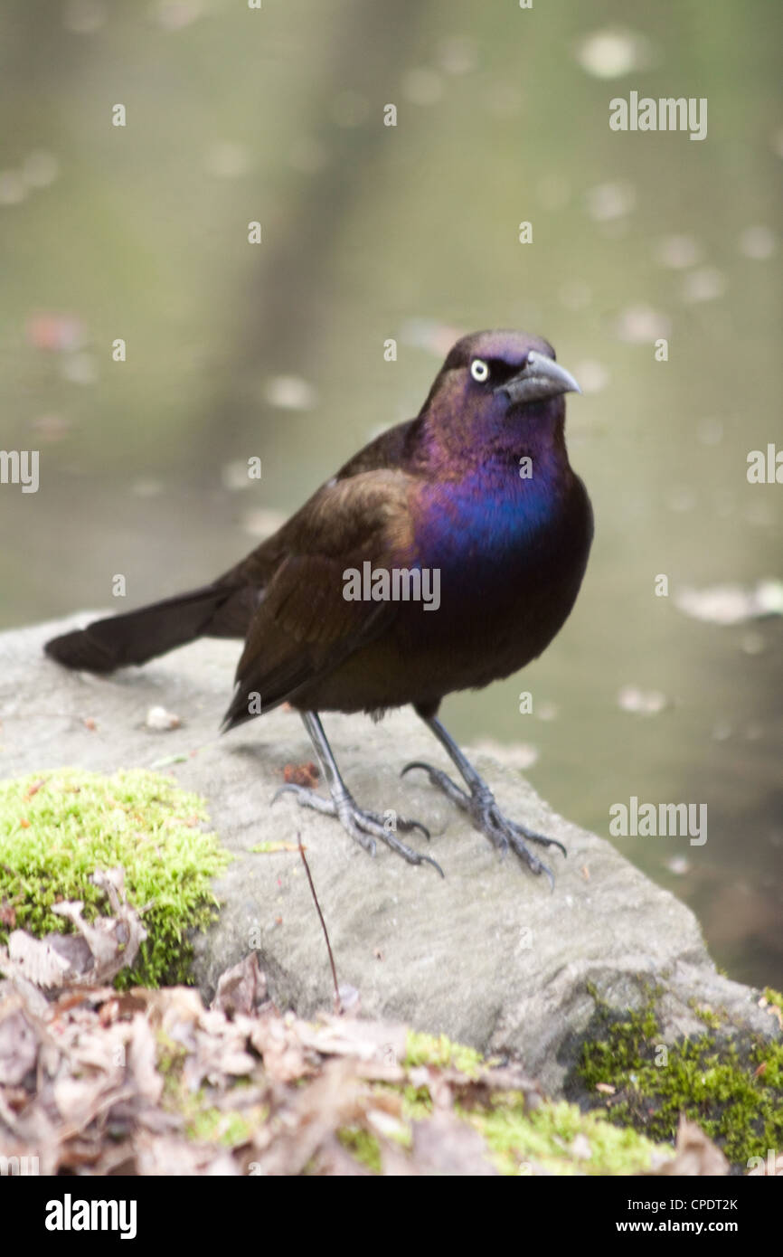 Grackle bird hi-res stock photography and images - Alamy