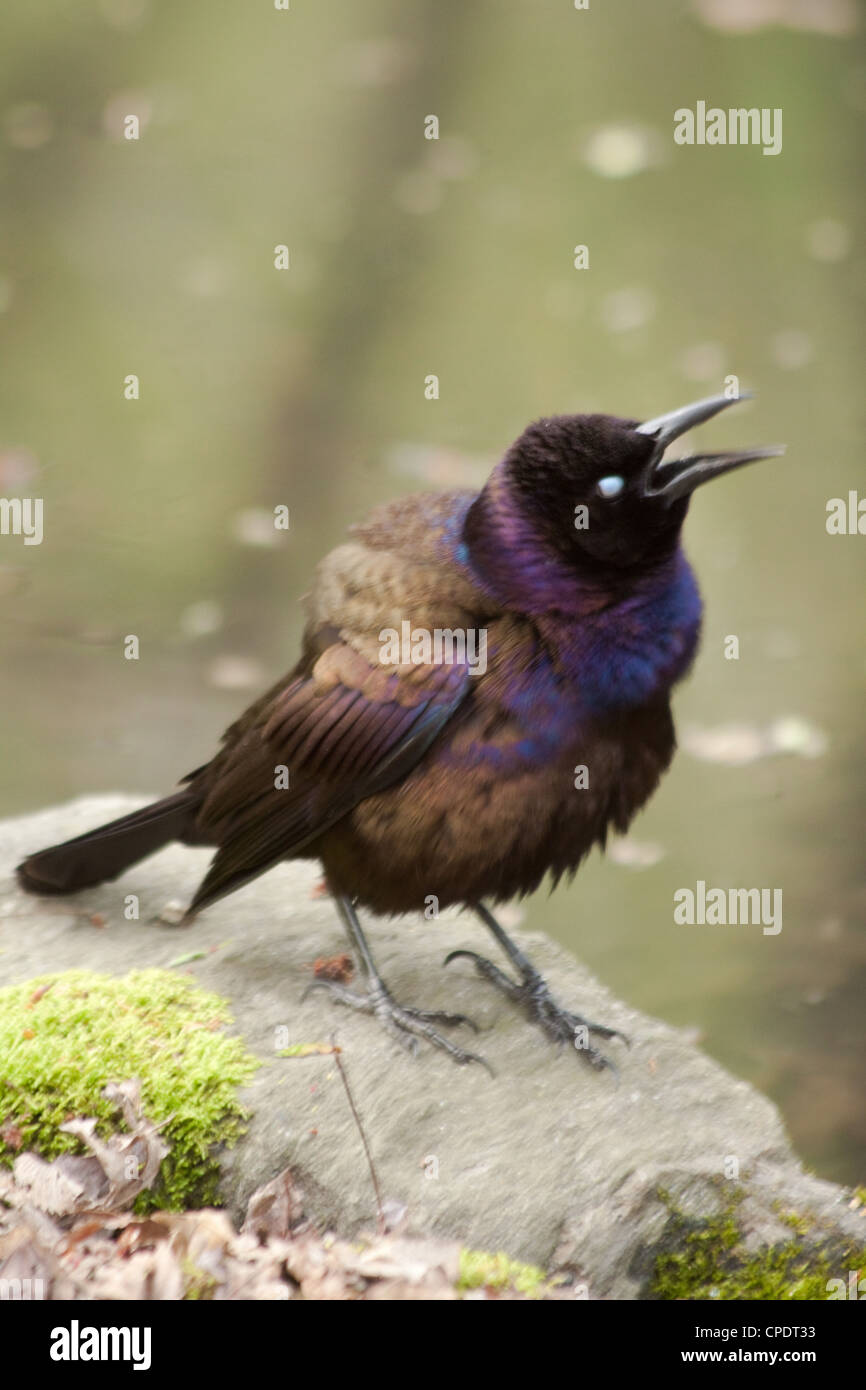 Grackle bird hi-res stock photography and images - Alamy