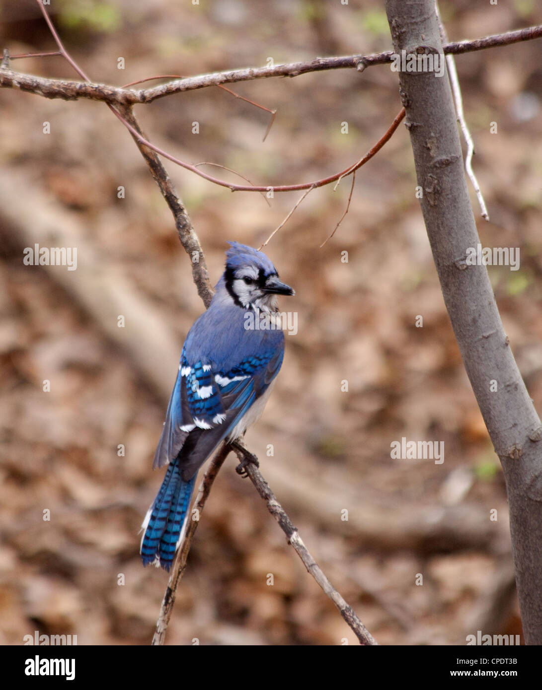 Blue Jay sitting on branch in Central Park Stock Photo - Alamy