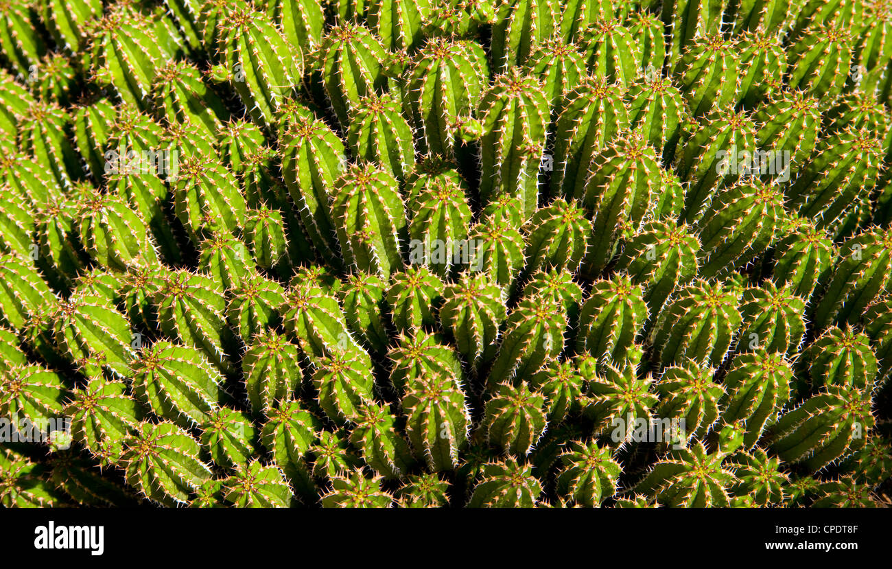 A collection of cactus sit together Stock Photo - Alamy