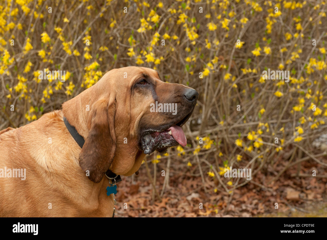 Bloodhound hi-res stock photography and images - Alamy