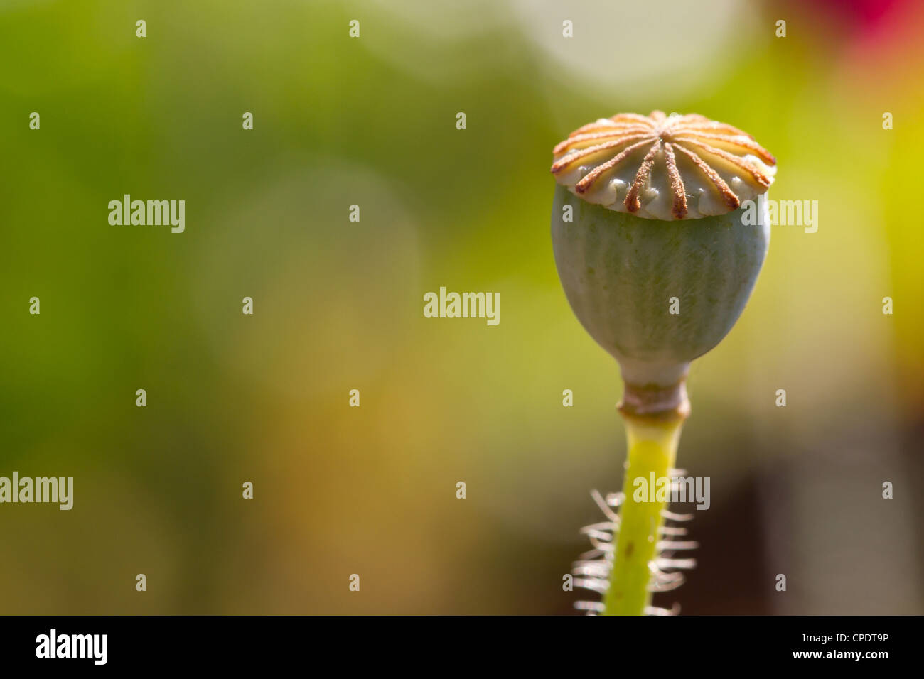 Orange coloured poppy hi-res stock photography and images - Alamy