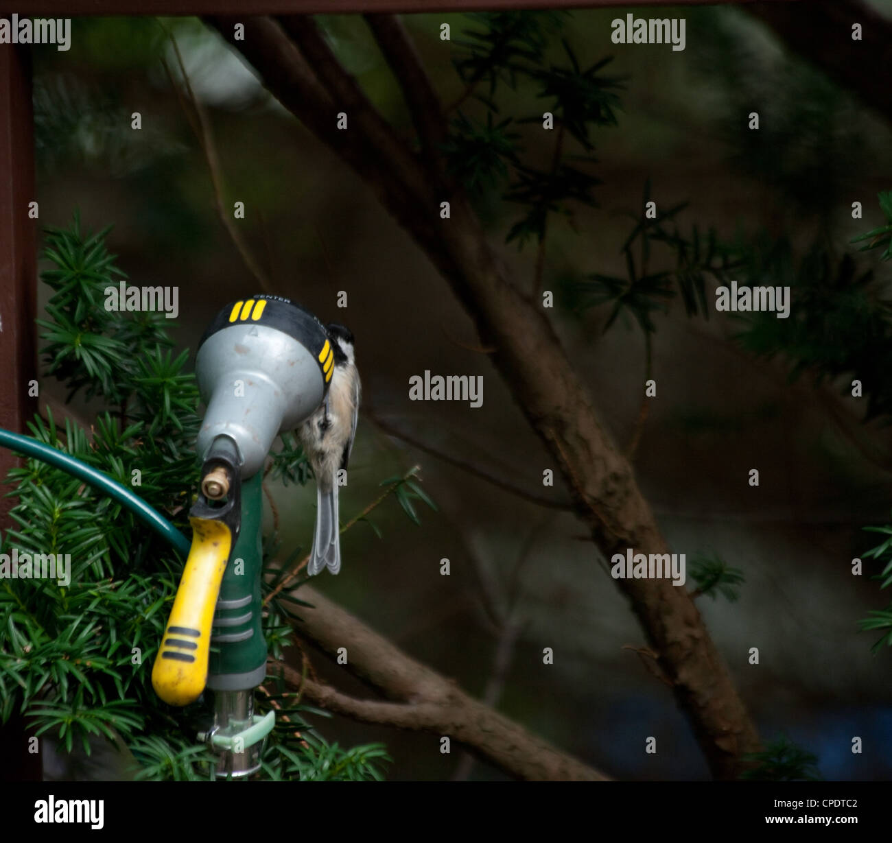 Chickadee Woodland Bird drinking from garden hose Stock Photo - Alamy