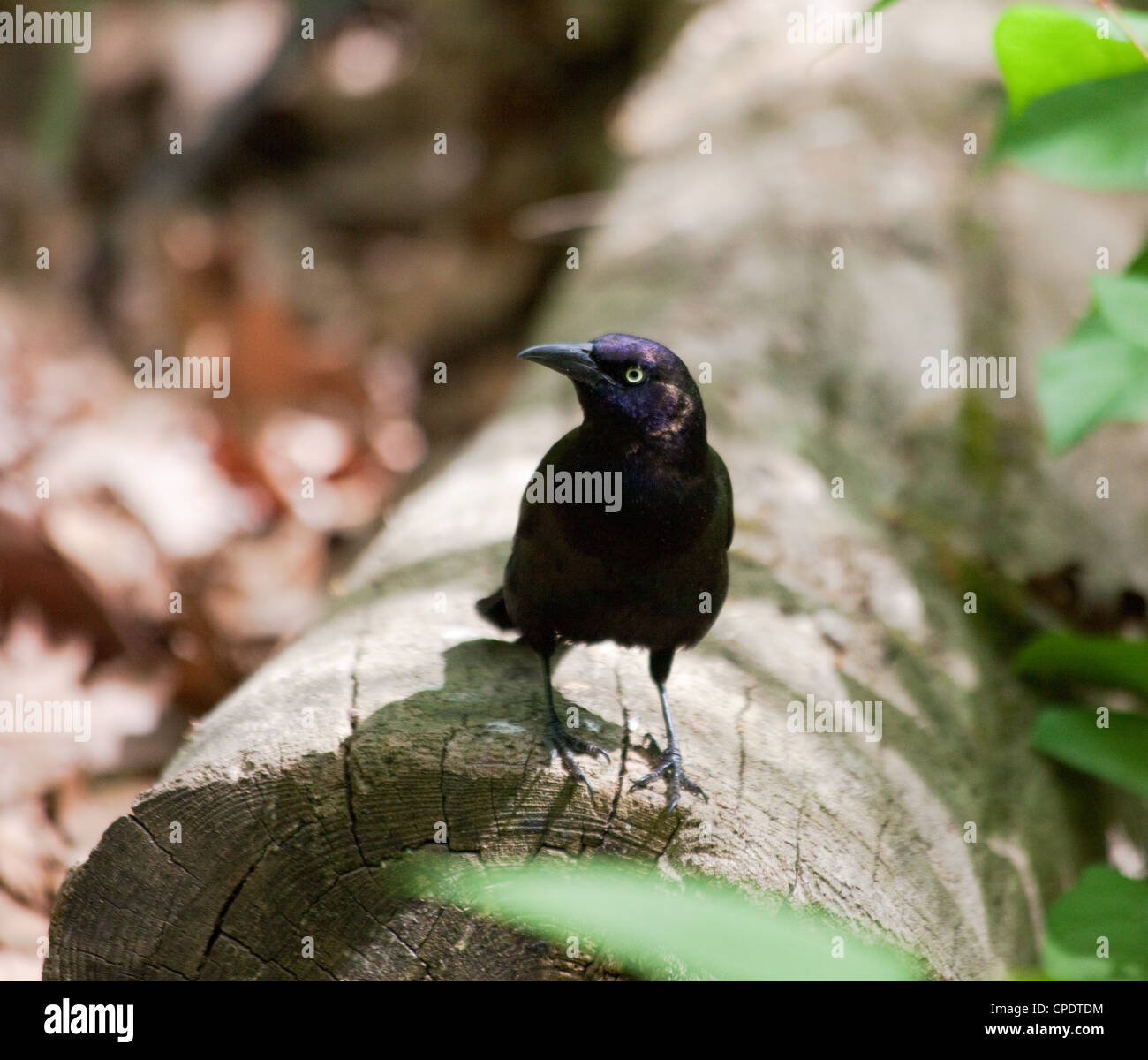 Grackle bird in Central Park Stock Photo - Alamy