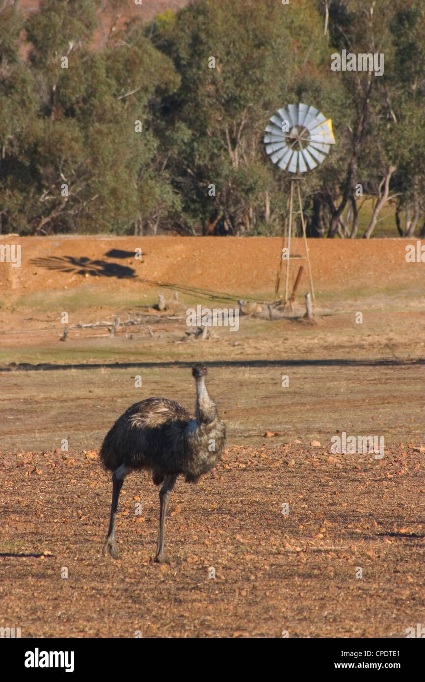 Emu in the bush hi-res stock photography and images - Alamy