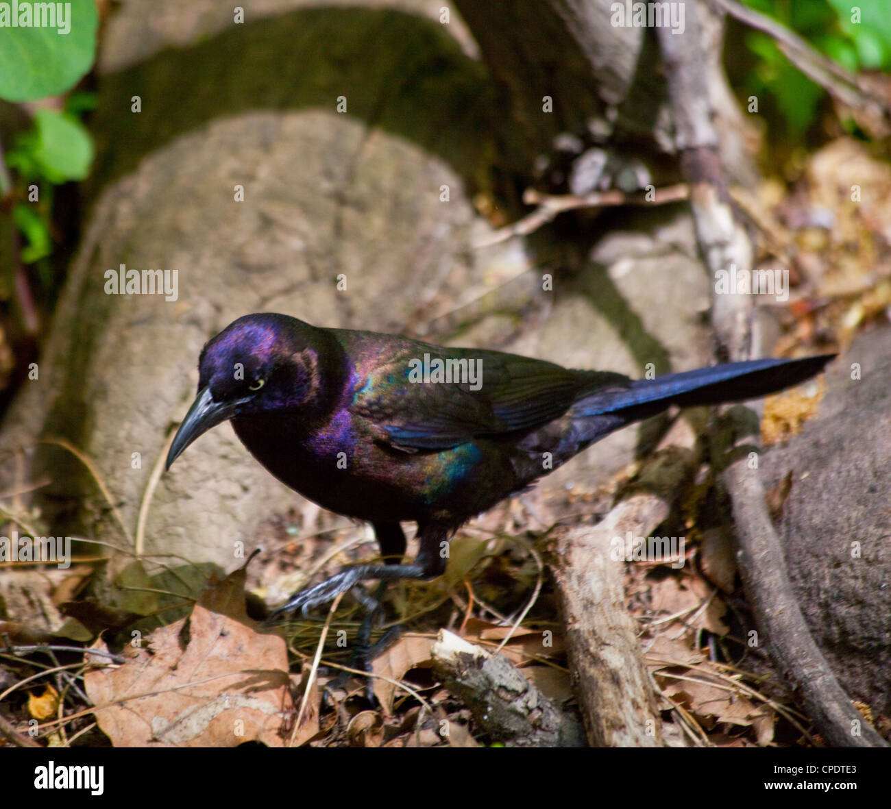 Grackle bird in Central Park Stock Photo - Alamy