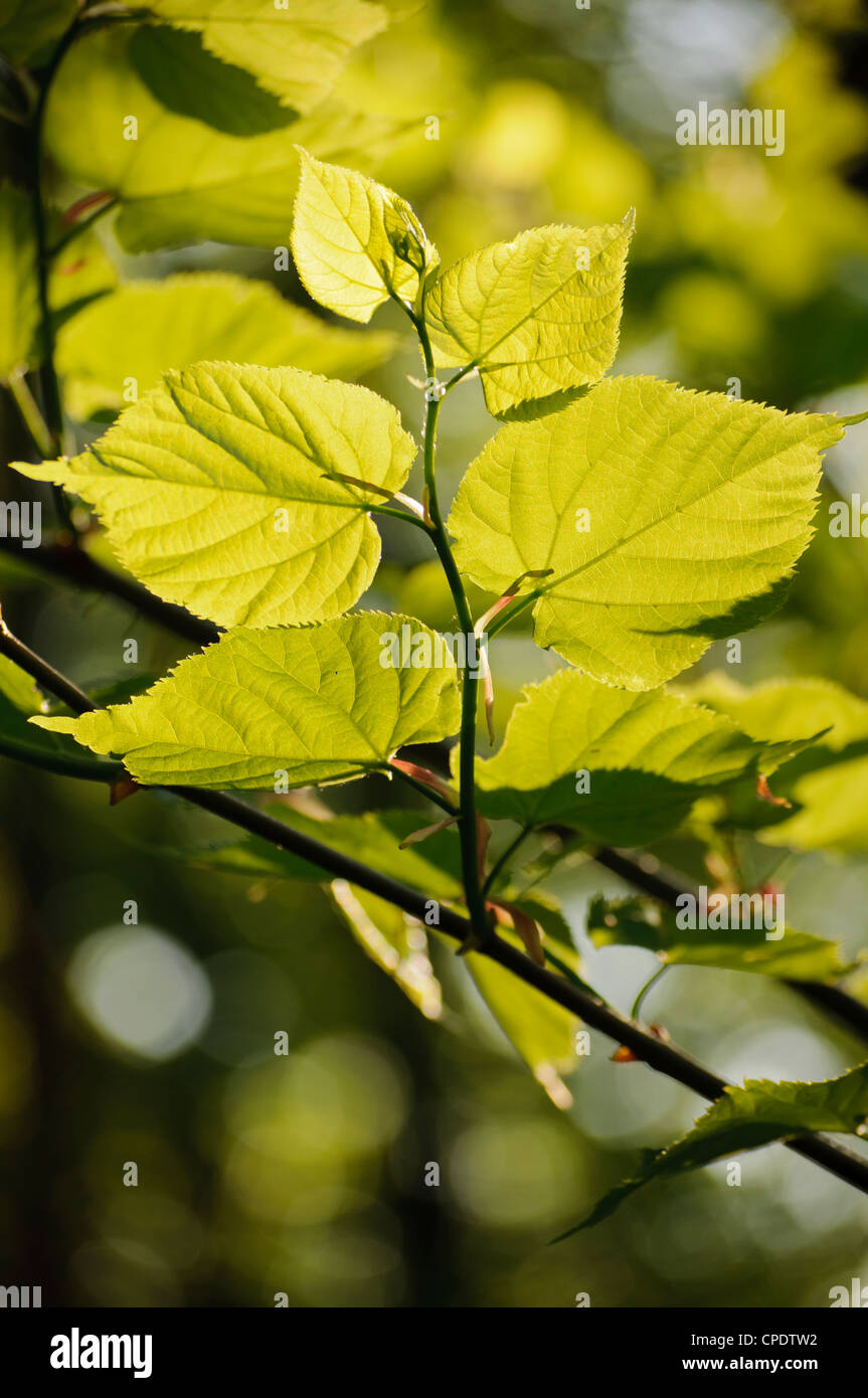 Nature leaves background hi-res stock photography and images - Alamy