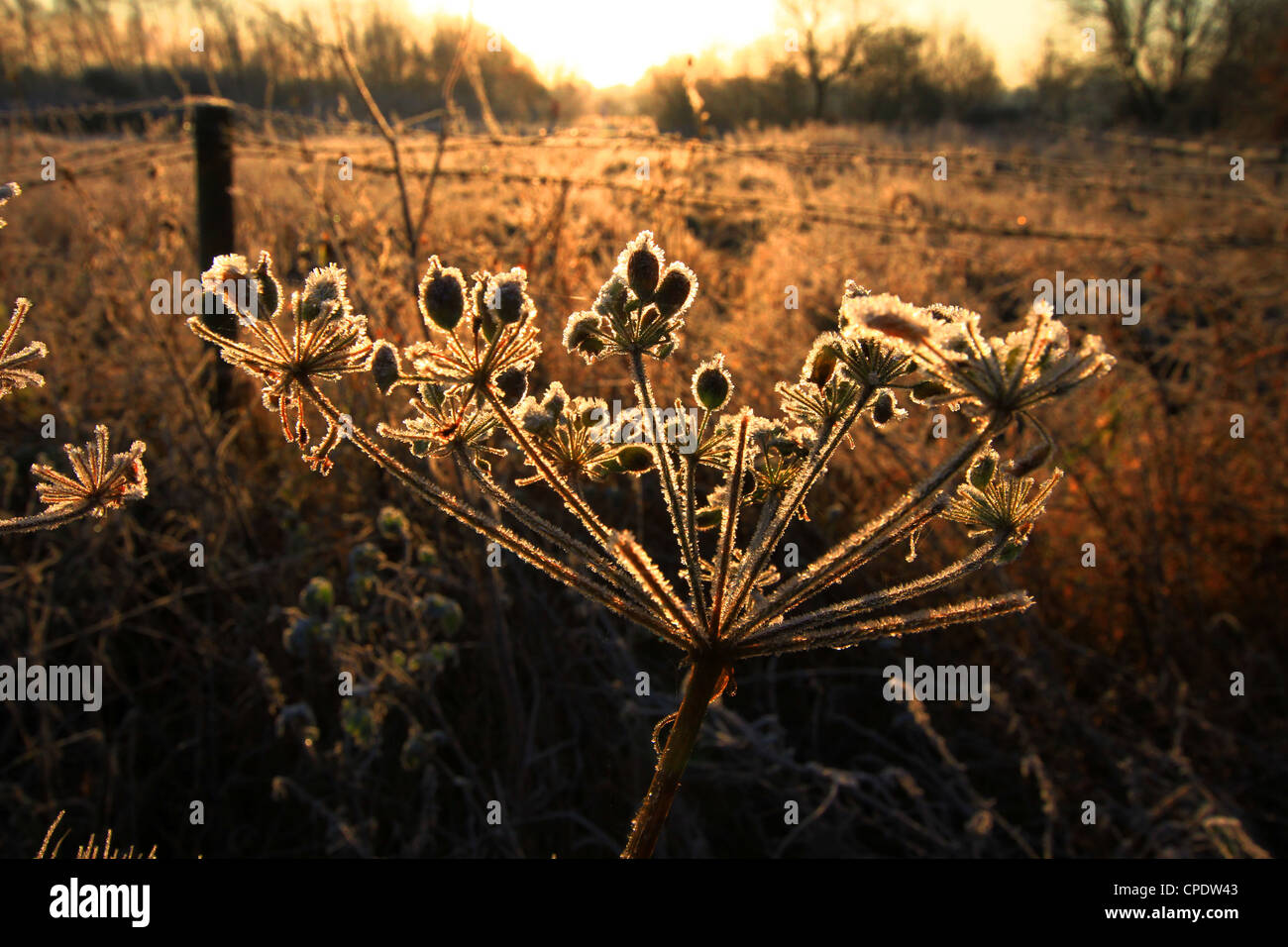 Hoar frost, fog, winter, cold climates, frozen structures, vegetation ...