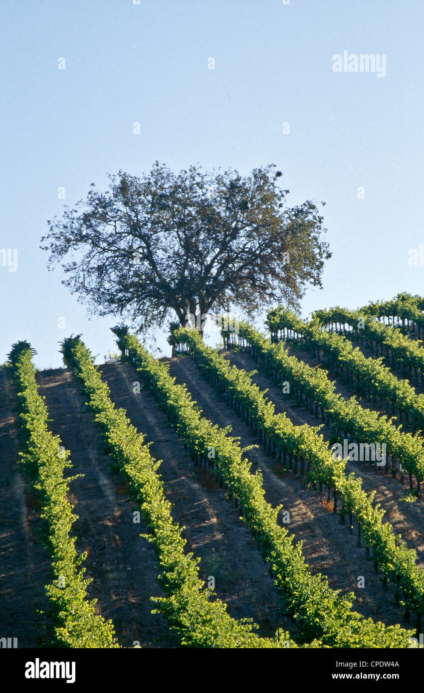 Rows grape vines oak tree hi-res stock photography and images - Alamy