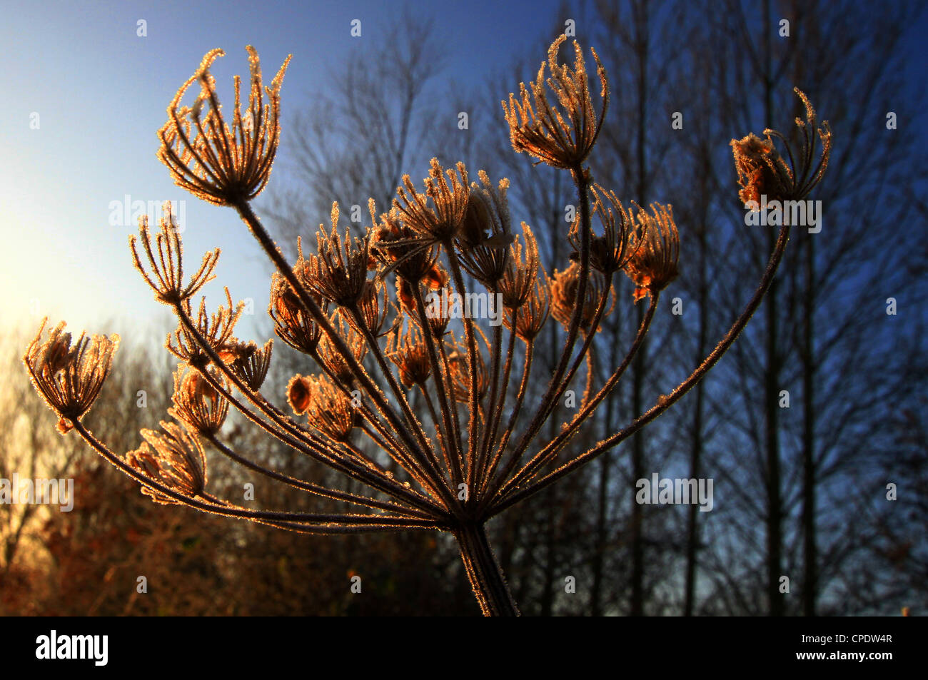 Hoar frost, fog, winter, cold climates, frozen structures, vegetation ...