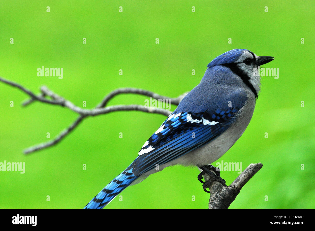 Blue Jay Perched on a Tree Branch Stock Photo - Alamy