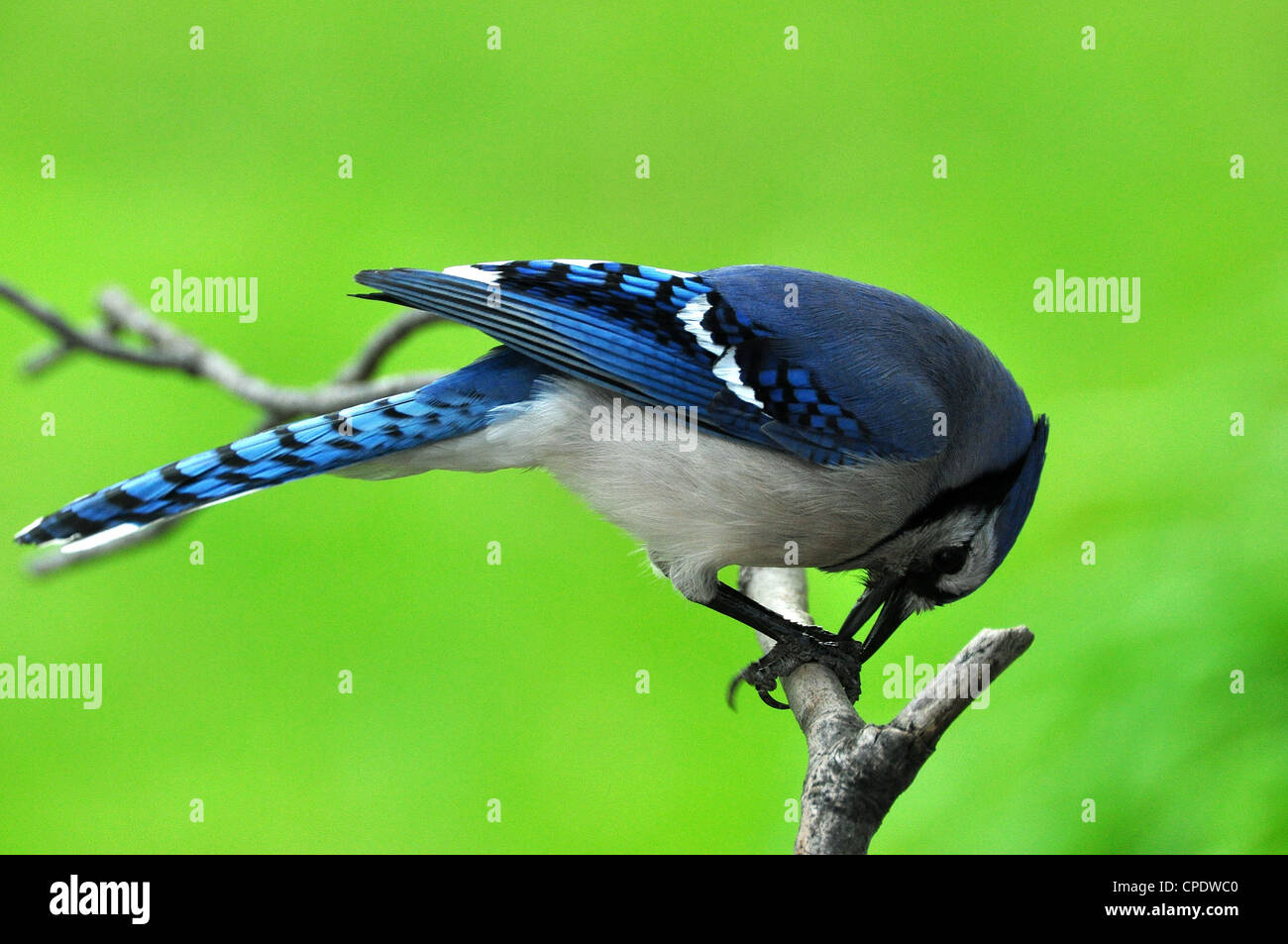 Blue Jay Eating a Sunflower Seed Stock Photo - Alamy