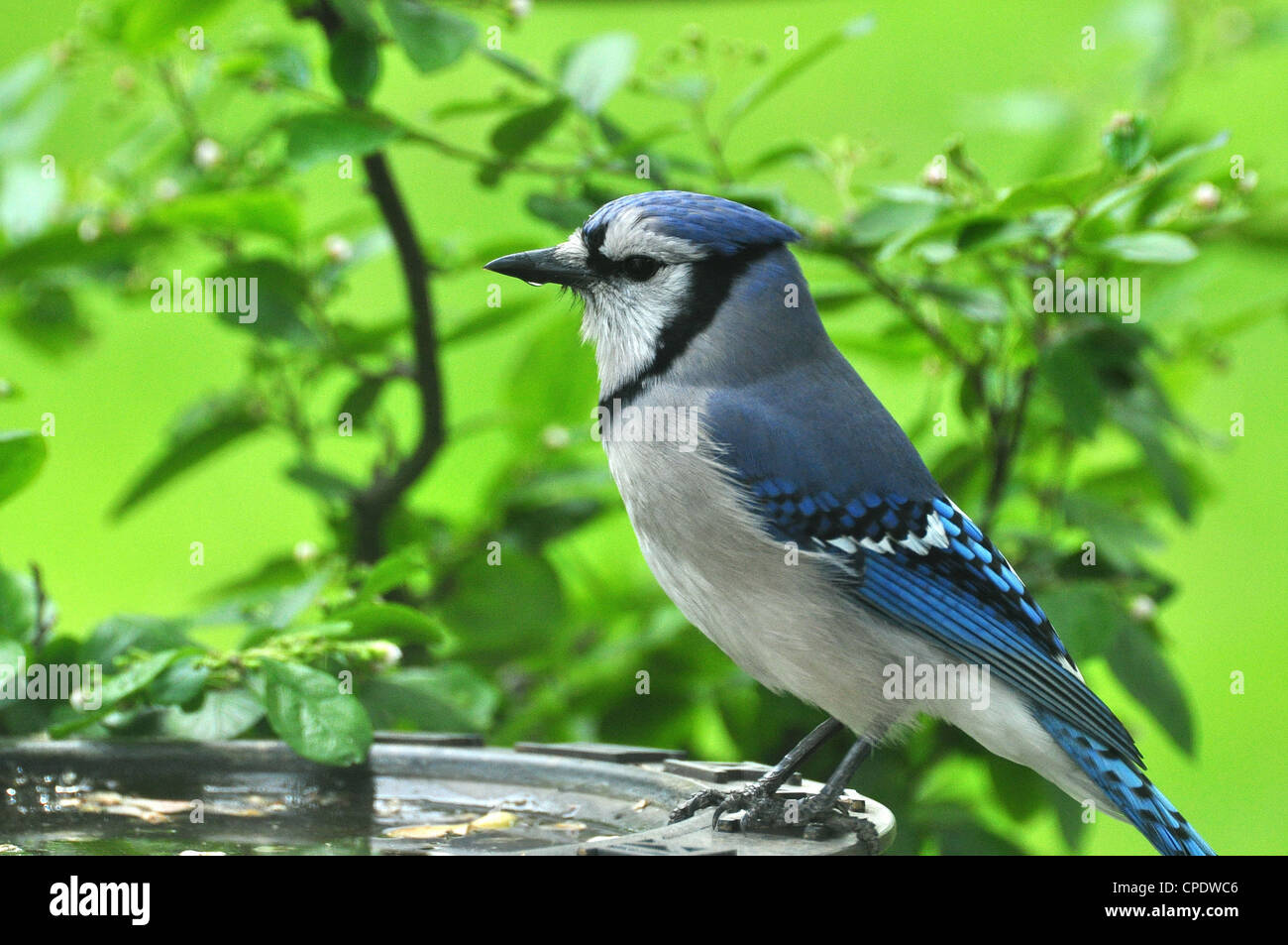 Blue Jay Drinking Water Stock Photo - Alamy
