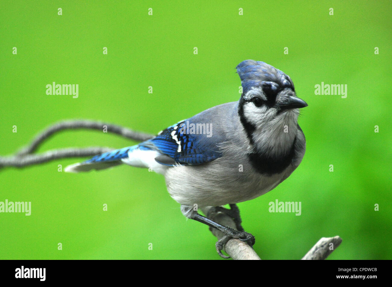Jay fauna hi-res stock photography and images - Alamy