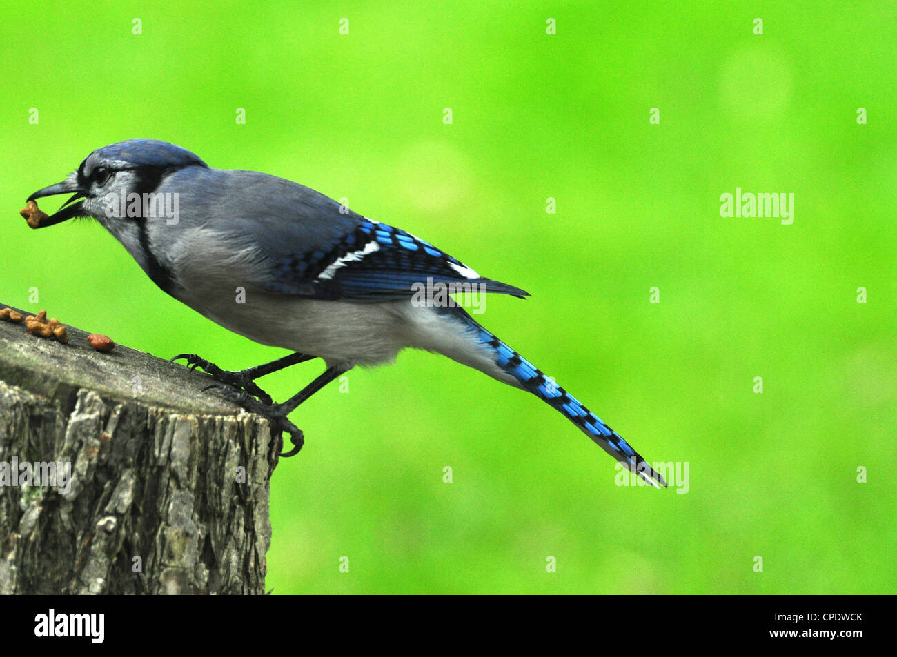 Jay fauna hi-res stock photography and images - Alamy