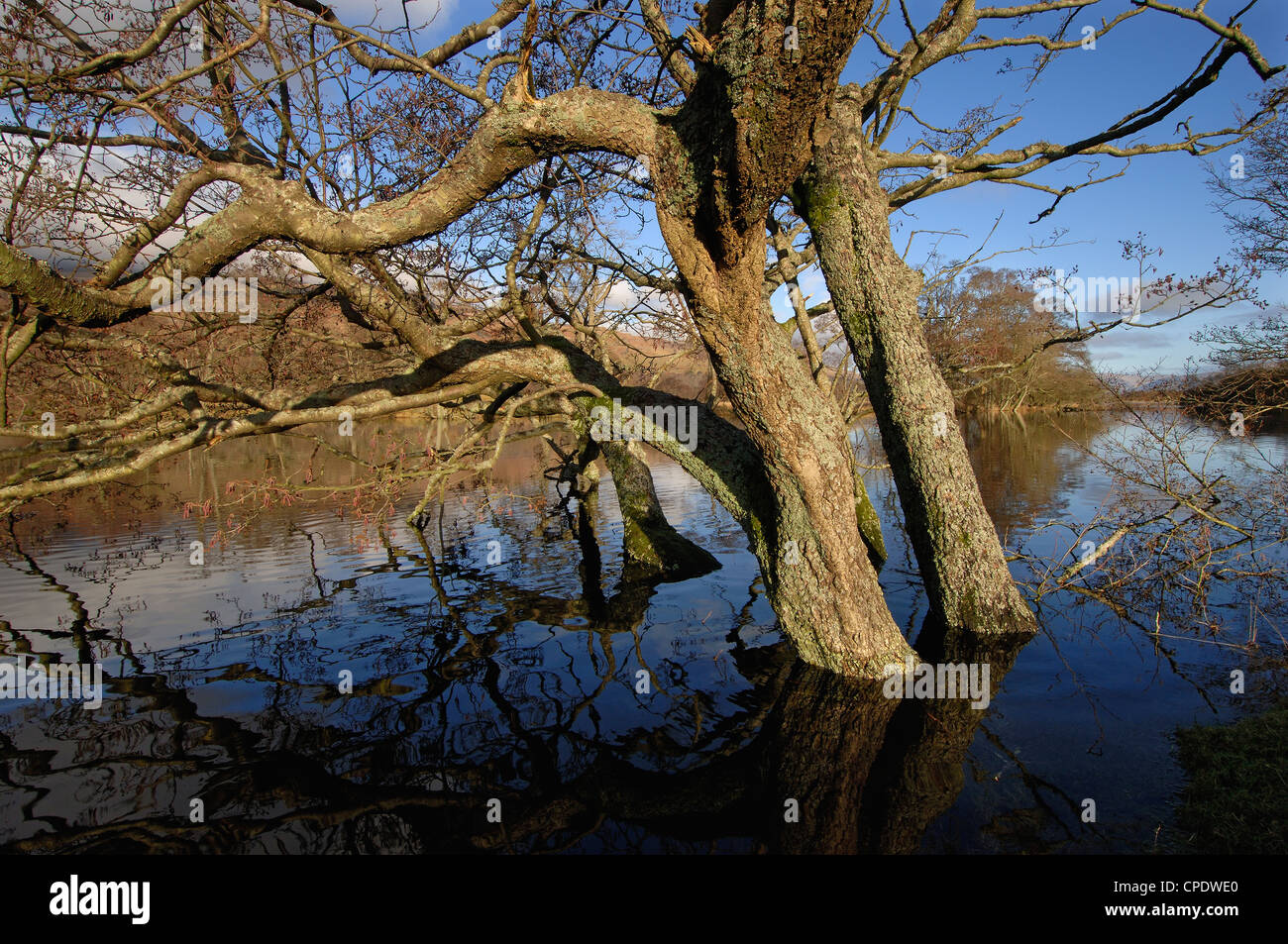 Trees rise from flooding along the banks of the River Lochay near ...