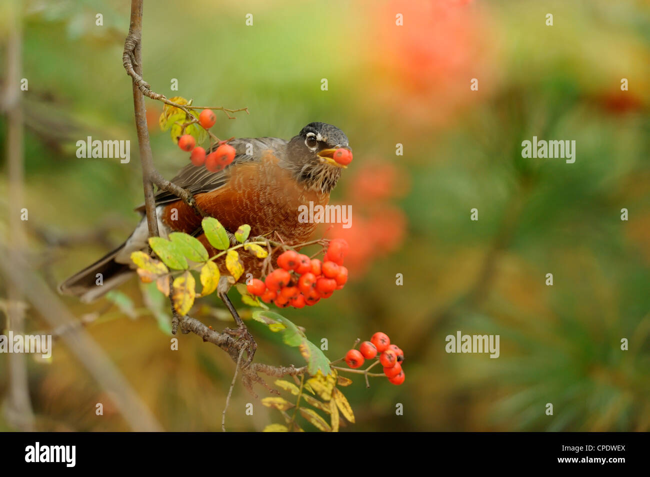 Herbivorous bird hi-res stock photography and images - Alamy