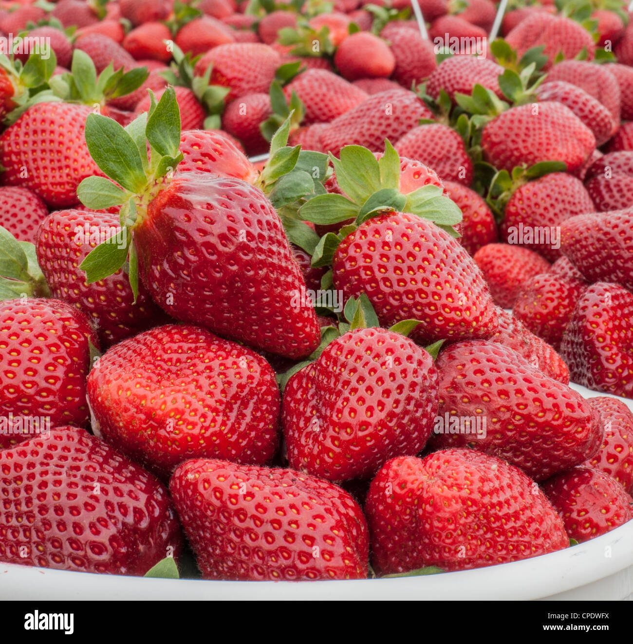 Containers of freshly picked strawberries from a local farm ready to go ...