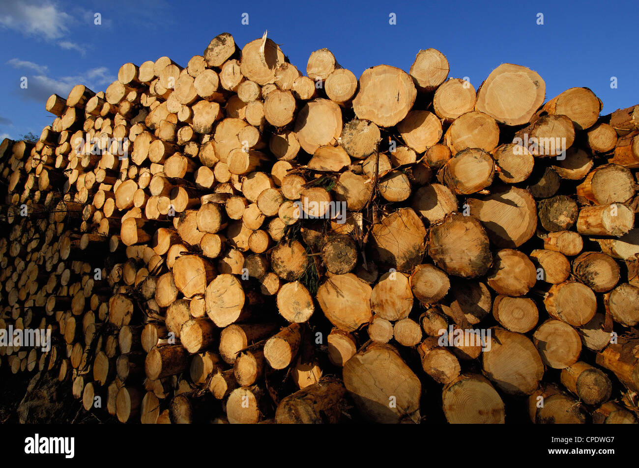 Timber stacked for collection/transport, Loch Tay-side, Perthshire ...