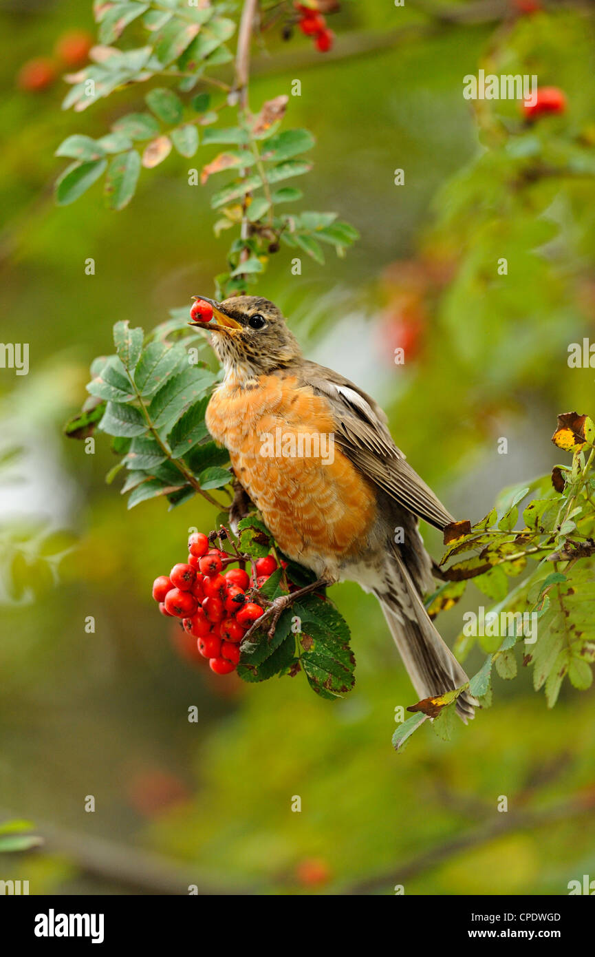 American robin hi-res stock photography and images - Alamy