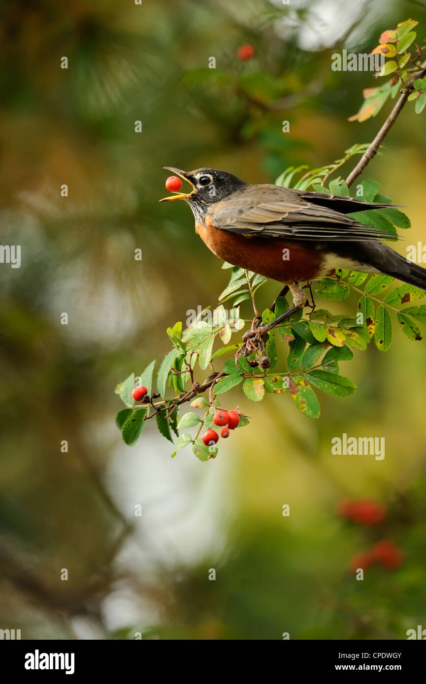 Ash berries robin hi-res stock photography and images - Alamy