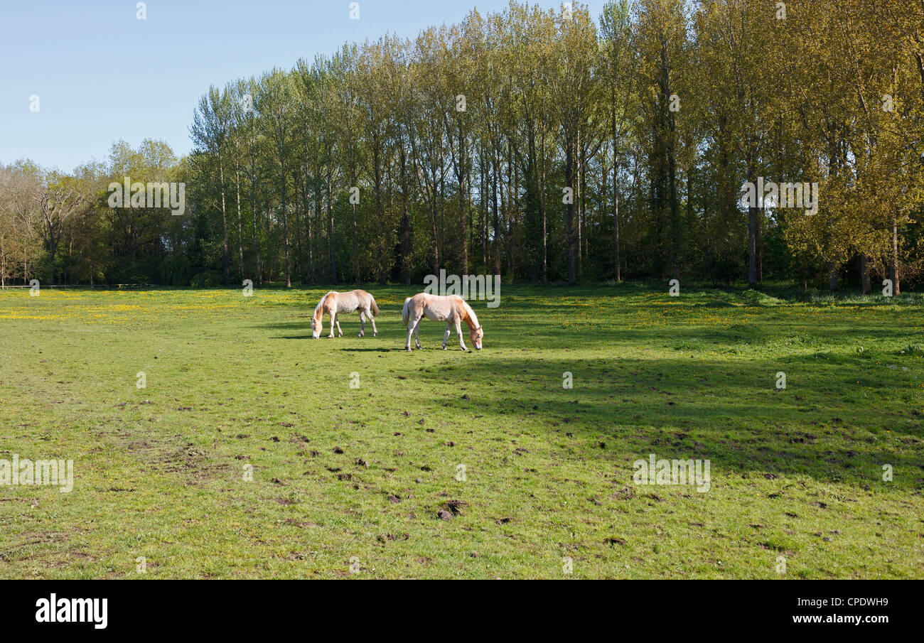 A gentle walk beside the "River Bure" in the "Bure Valley" "East Anglia ...