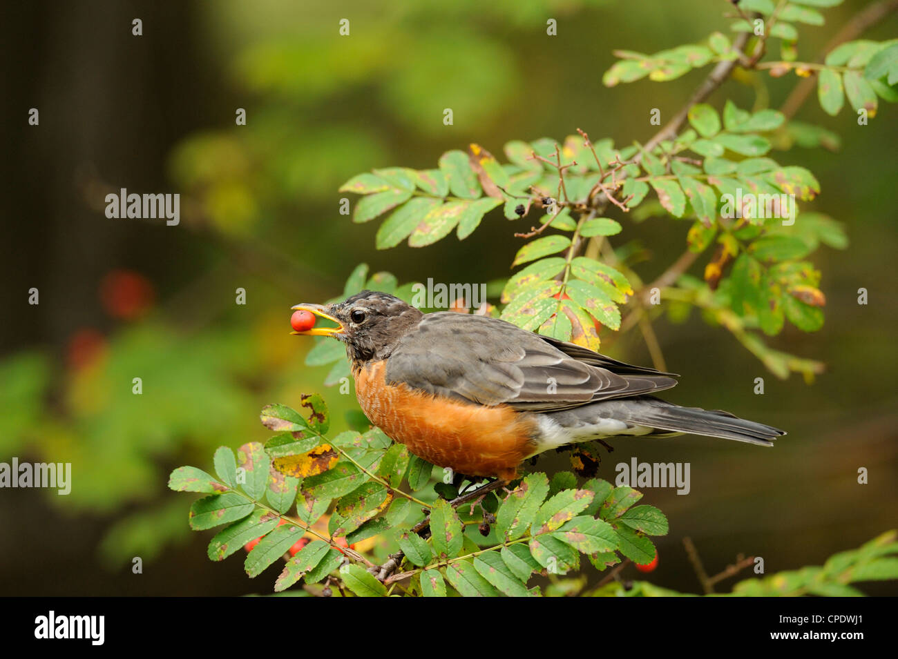 American robin (Turdus migratorius) foraging for mountain ash berries ...
