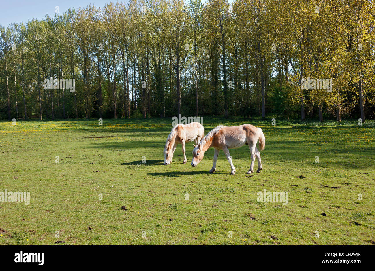 A gentle walk beside the "River Bure" in the "Bure Valley" "East Anglia ...