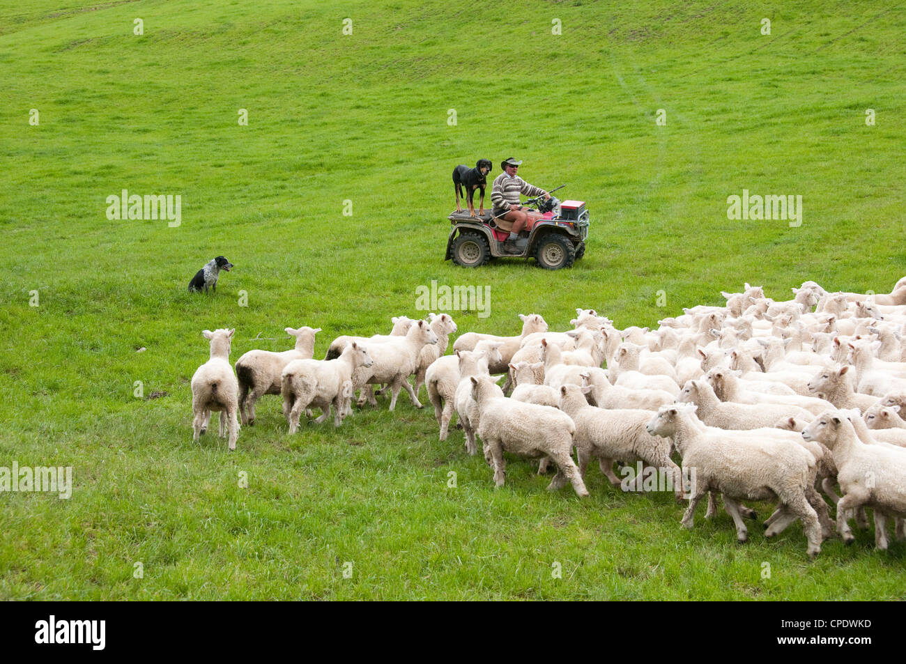 Sheep and dogs new zealand hi-res stock photography and images - Alamy