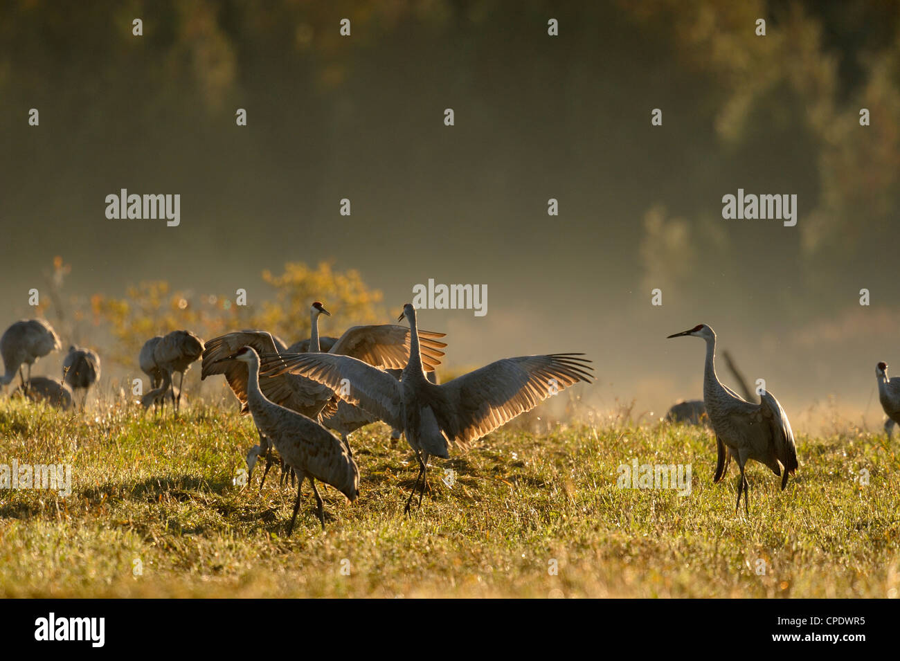 Sandhill crane (Grus canadensis) Migratory flock foraging in hayfield ...